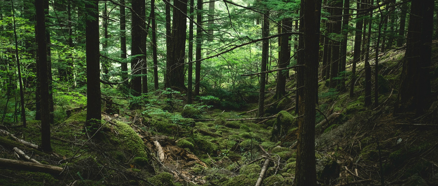 Recall - Transfer v2 Pivot Pedal – Kuat Racks